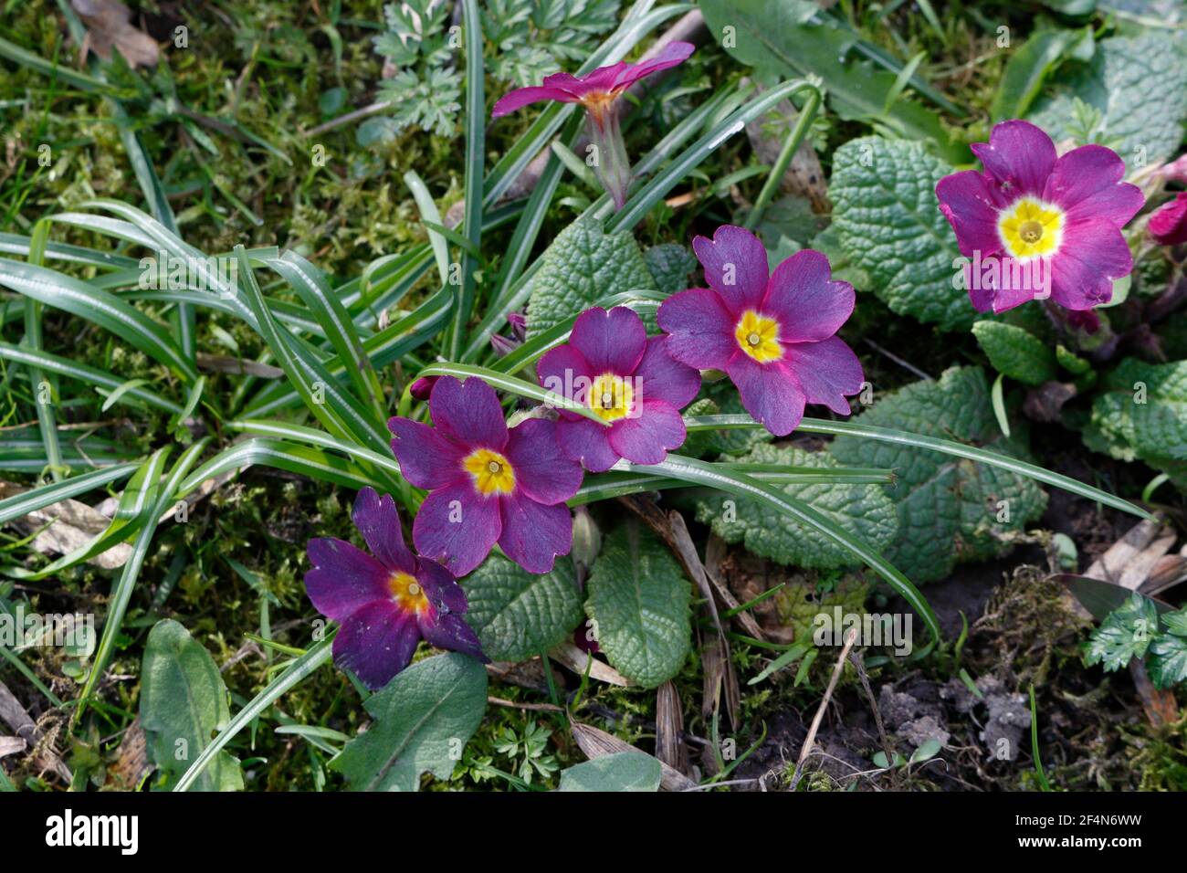 Polyanthus garden hi-res stock photography and images - Alamy
