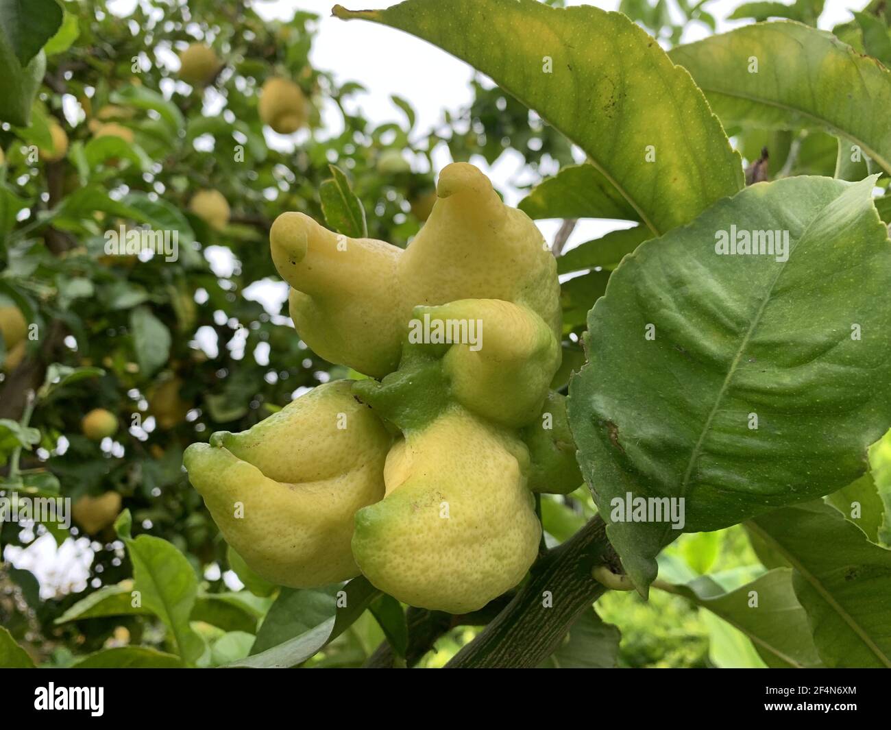 California citrus park hi-res stock photography and images - Alamy