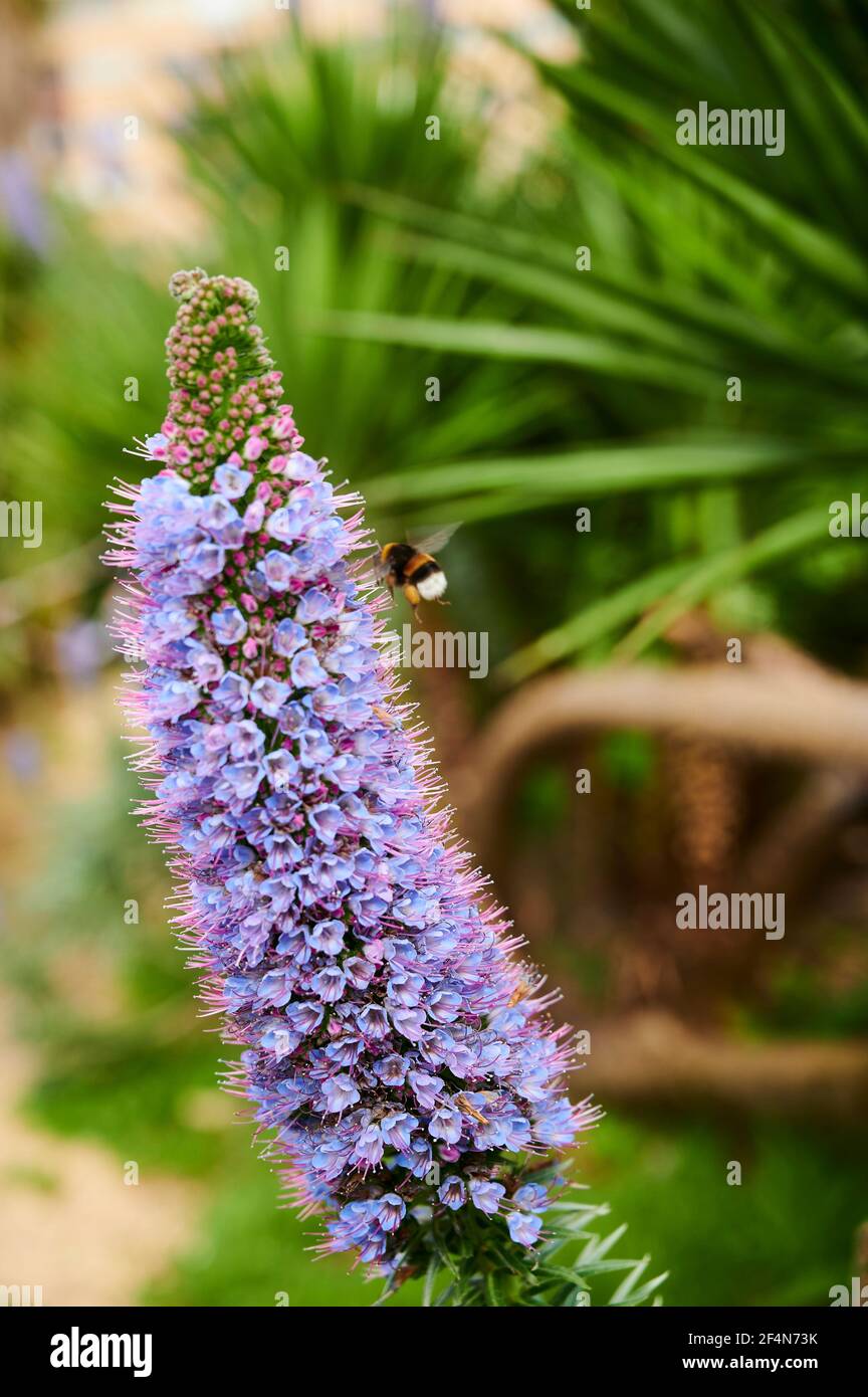 View of the budleia (Budleia Davidii Stock Photo - Alamy