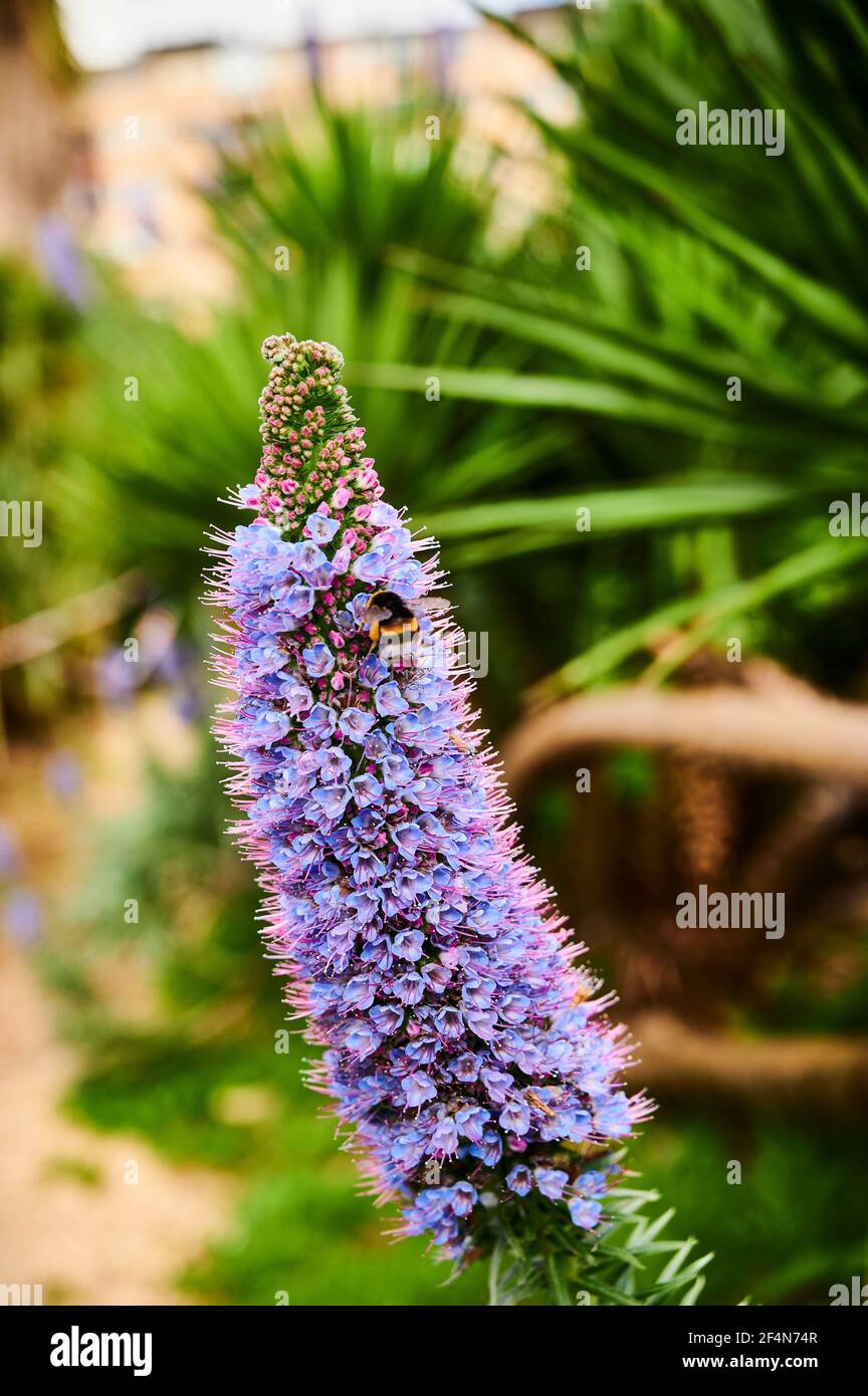 View of the budleia (Budleia Davidii Stock Photo - Alamy