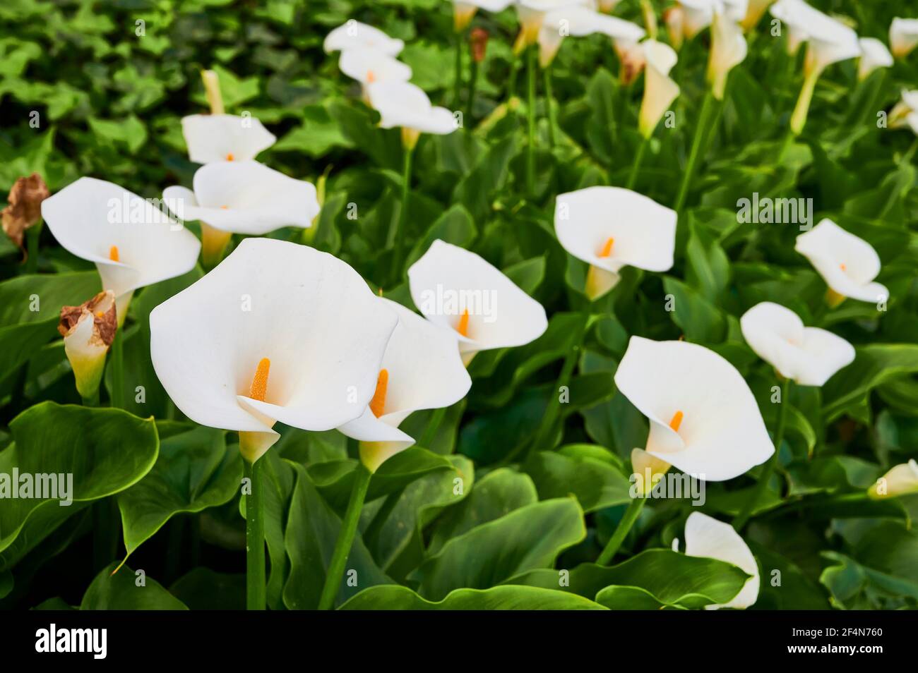 Calla lily or arum lily (Zantedeschia aethiopica Stock Photo - Alamy