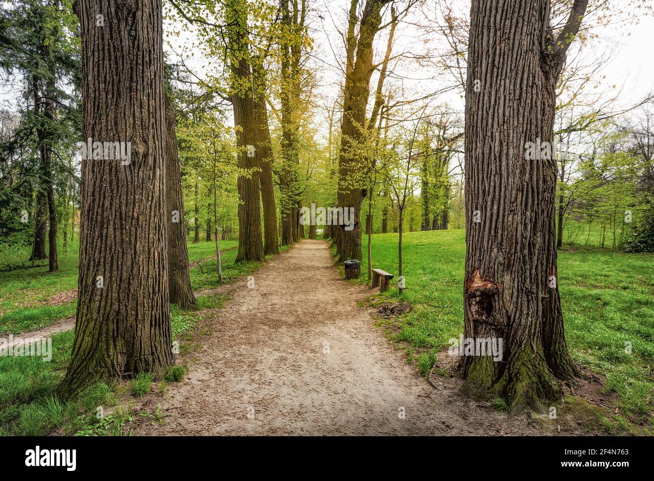 Oaks alley in spring hi-res stock photography and images - Alamy