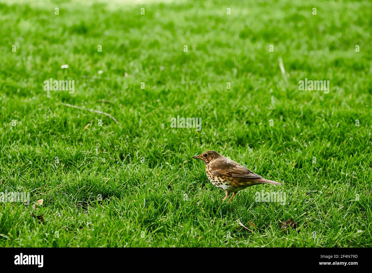Zorzal comun hi-res stock photography and images - Alamy