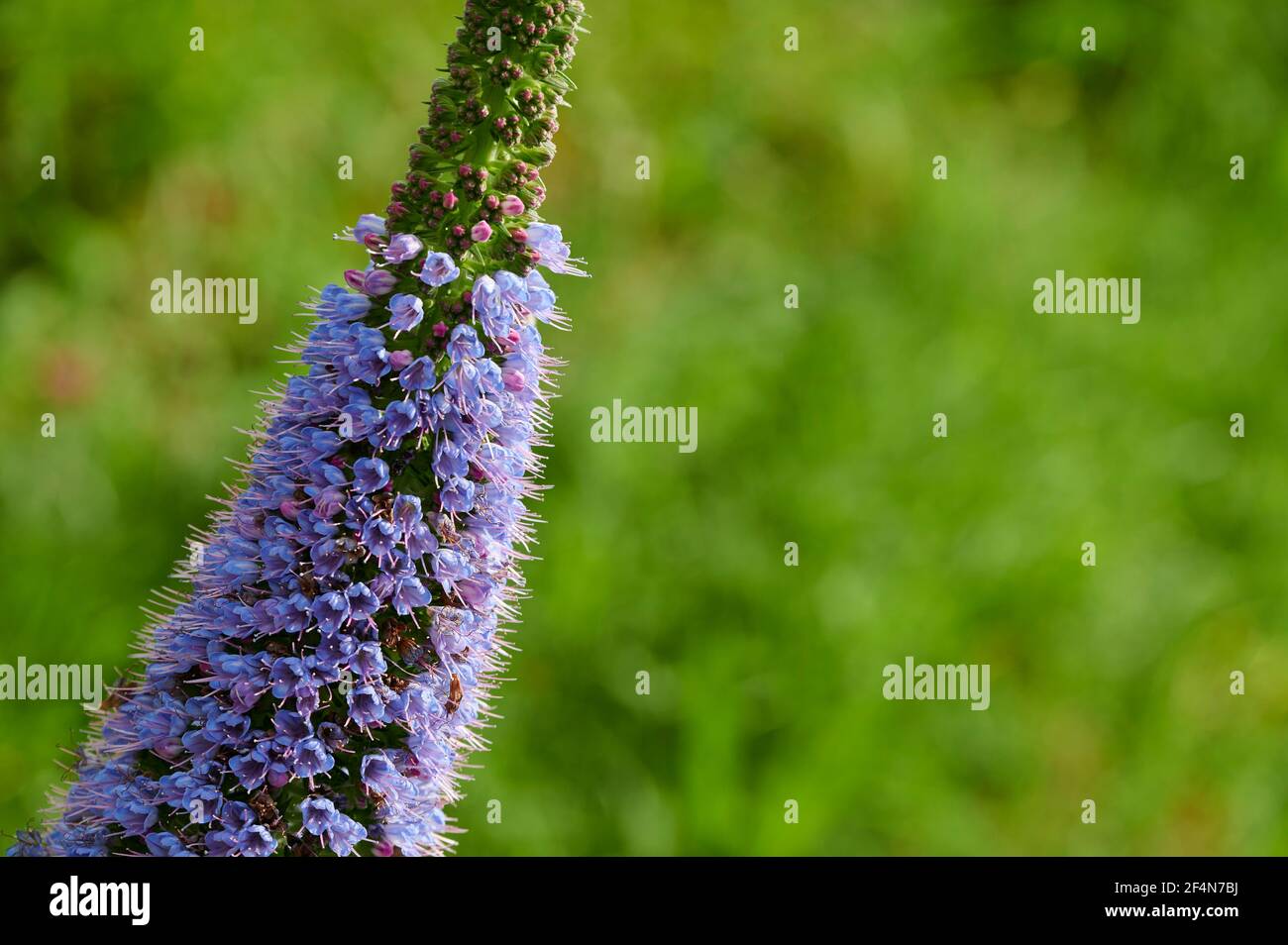 View of the budleia (Budleia Davidii Stock Photo - Alamy