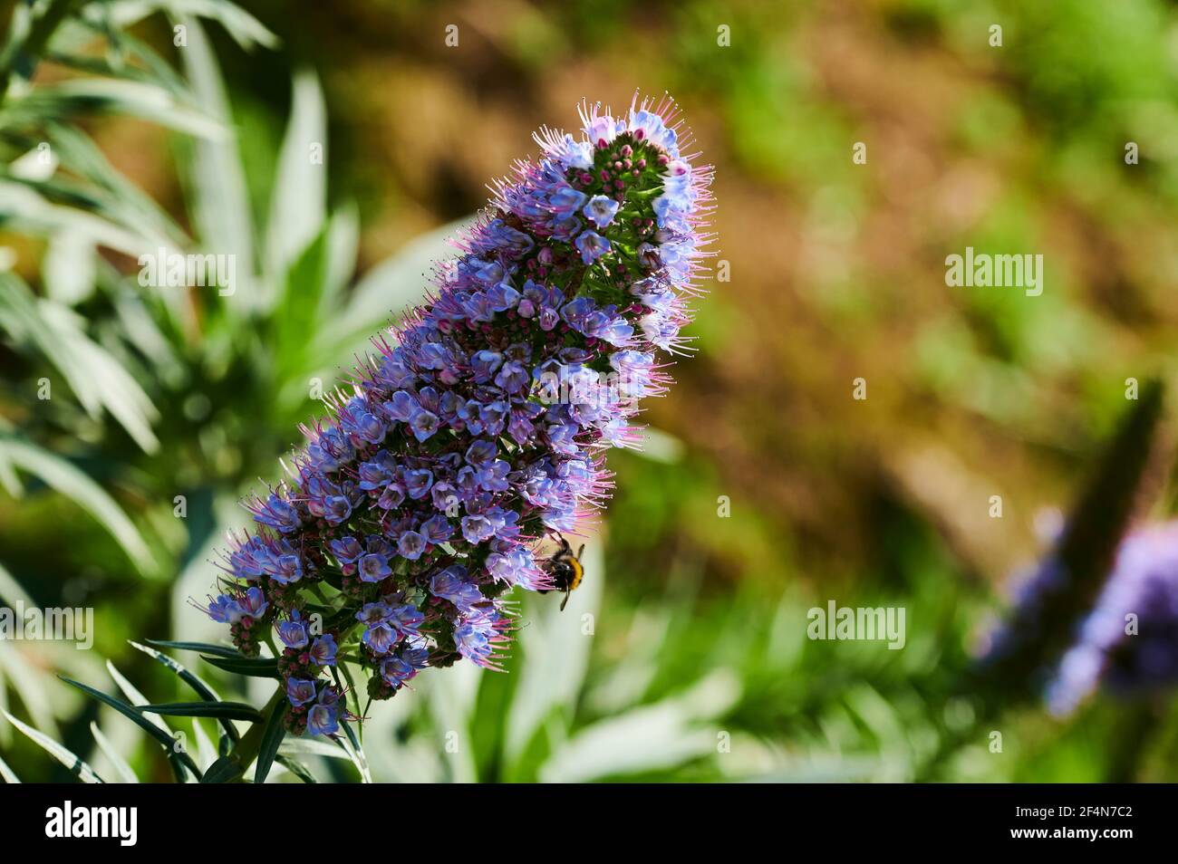 Budleia davidii hi-res stock photography and images - Alamy