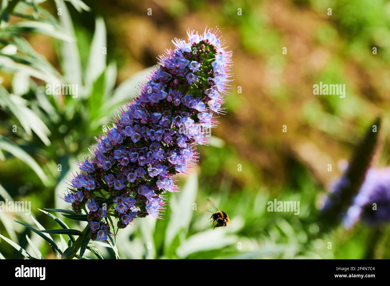 View of the budleia (Budleia Davidii Stock Photo - Alamy
