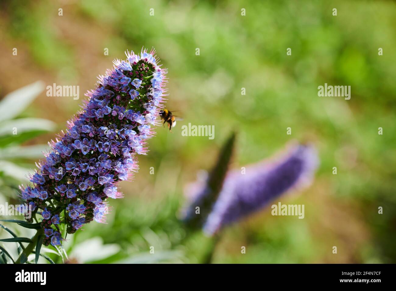 View of the budleia (Budleia Davidii Stock Photo - Alamy