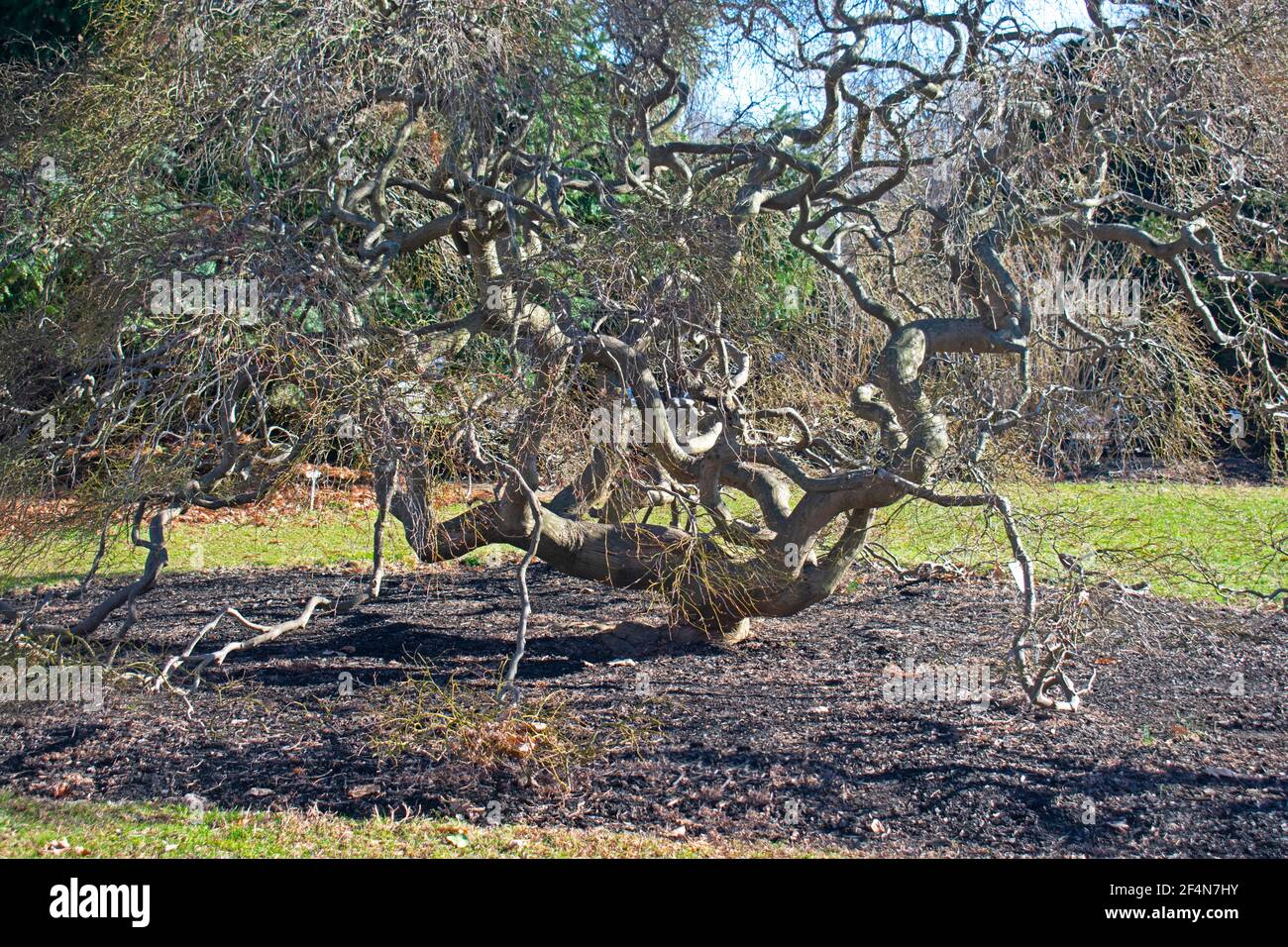 Crooked branches of a dwarf Japanese Maple tree prior to leaves forming ...