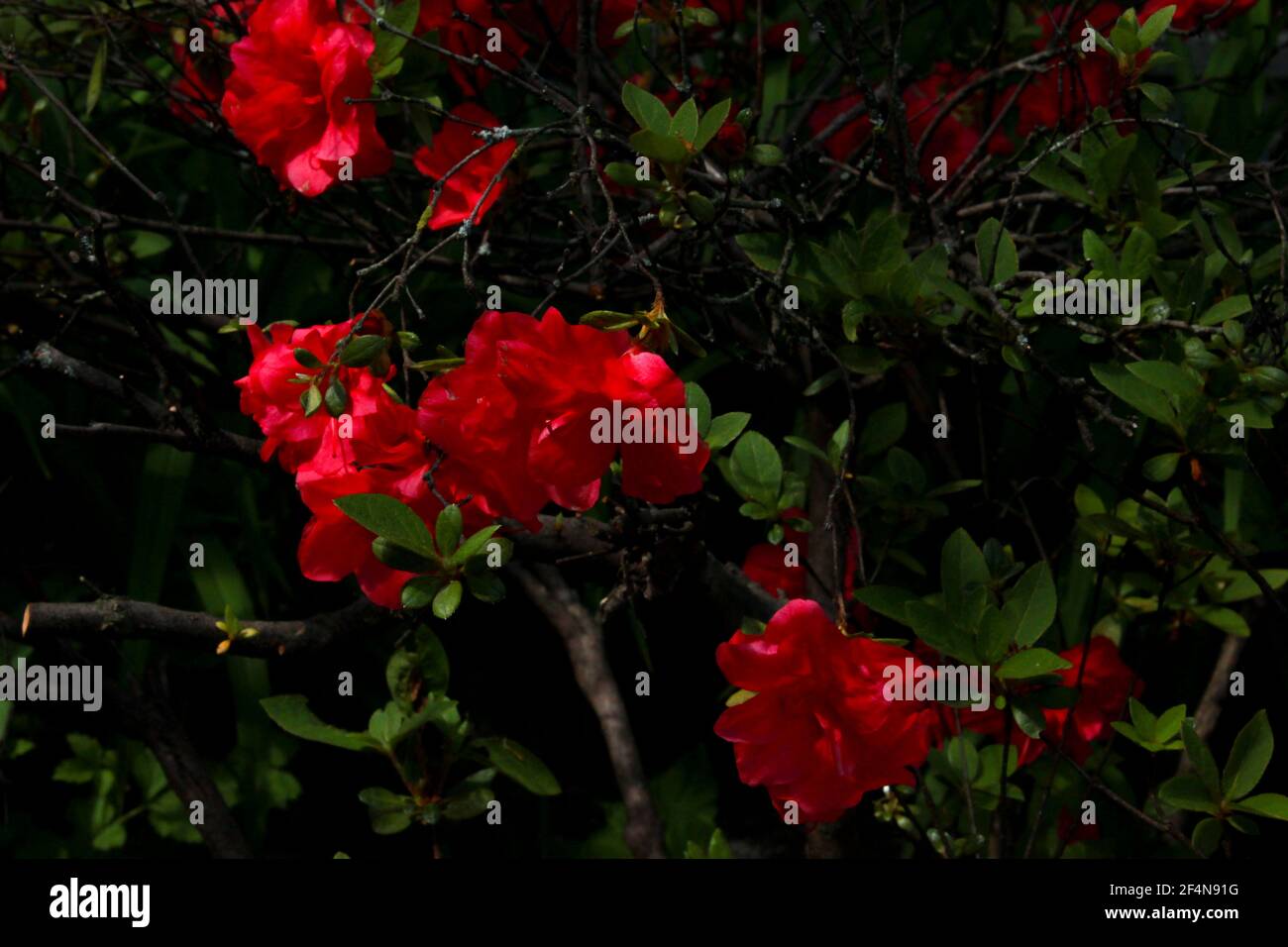 Intense contrast hi-res stock photography and images - Alamy