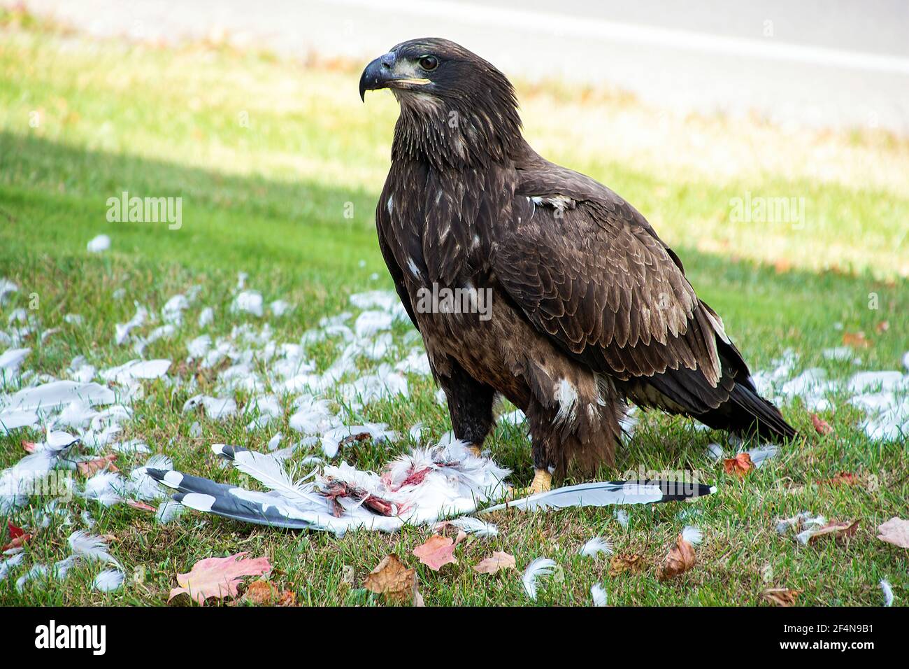 Dead eagle hi-res stock photography and images - Alamy