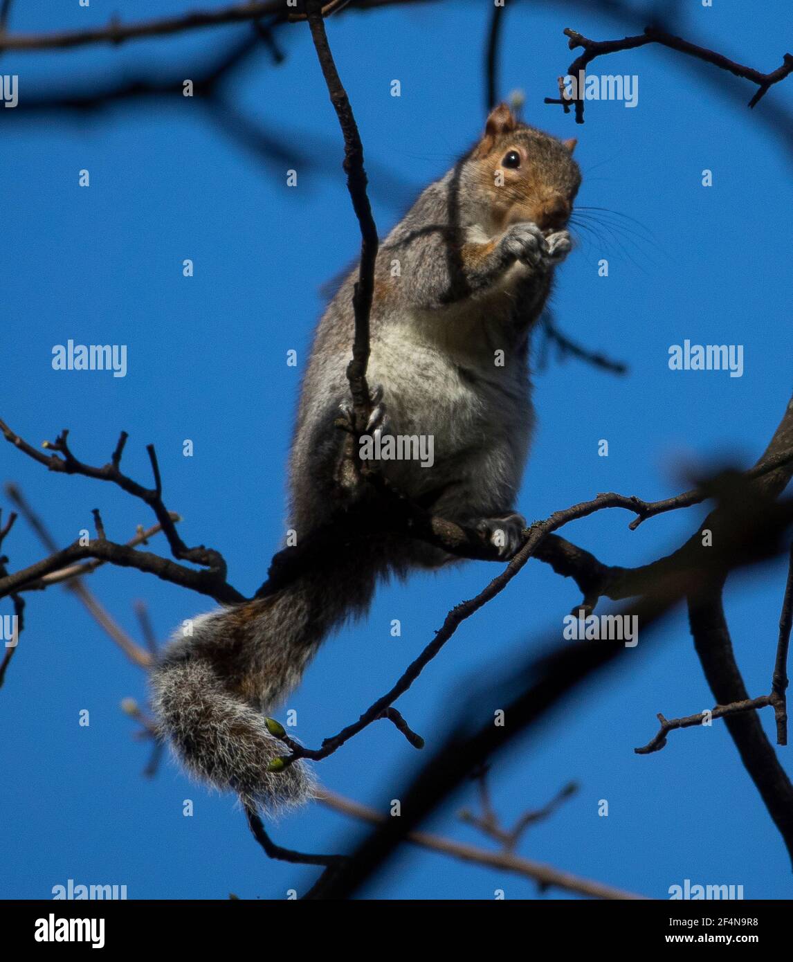 Newhailes House, Musselburgh, East Lothian, UK. 21/3/21 Newhailes House ...