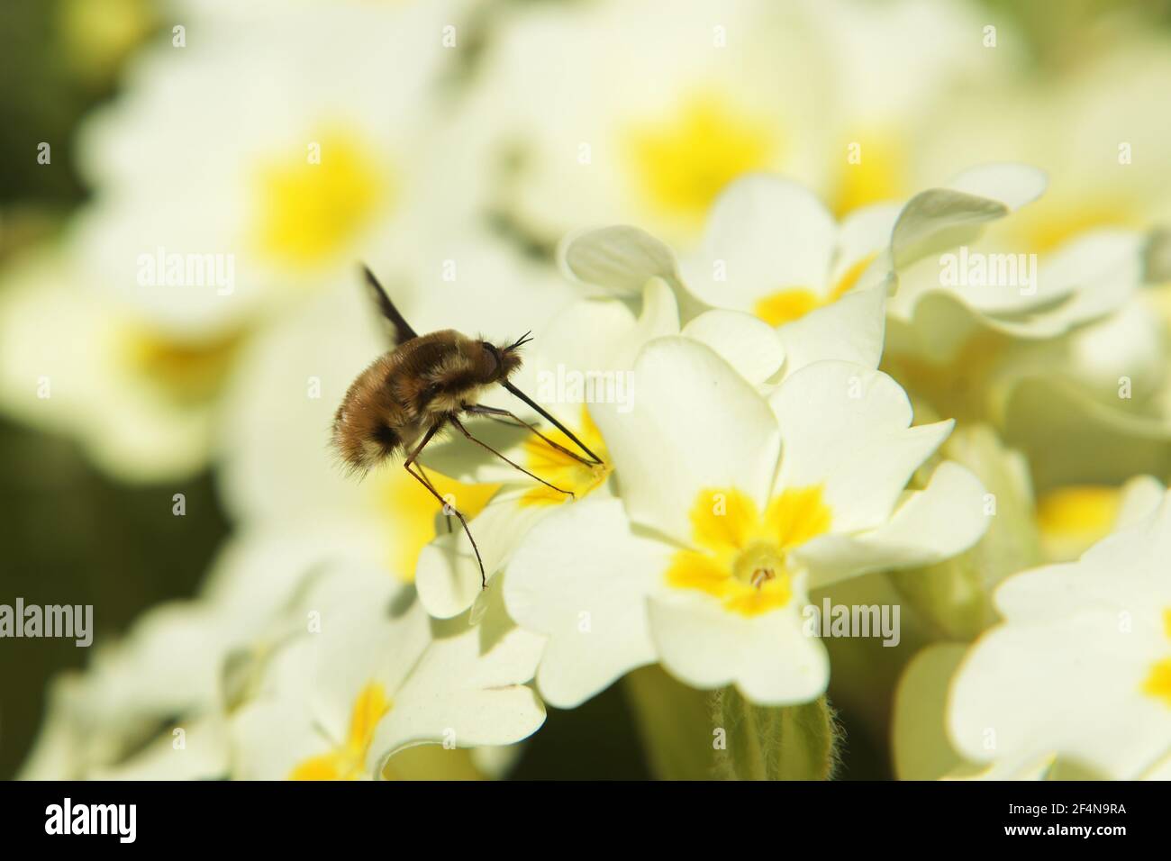 Primrose flowers uk hi-res stock photography and images - Alamy
