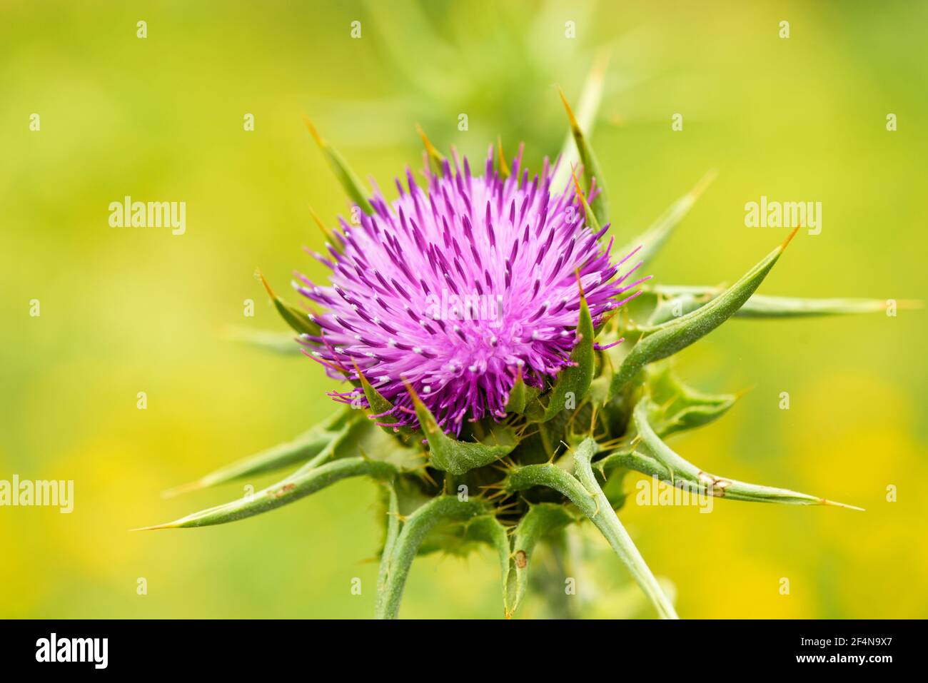 The beautiful prickly purple thistle growing in the meadow Stock Photo ...