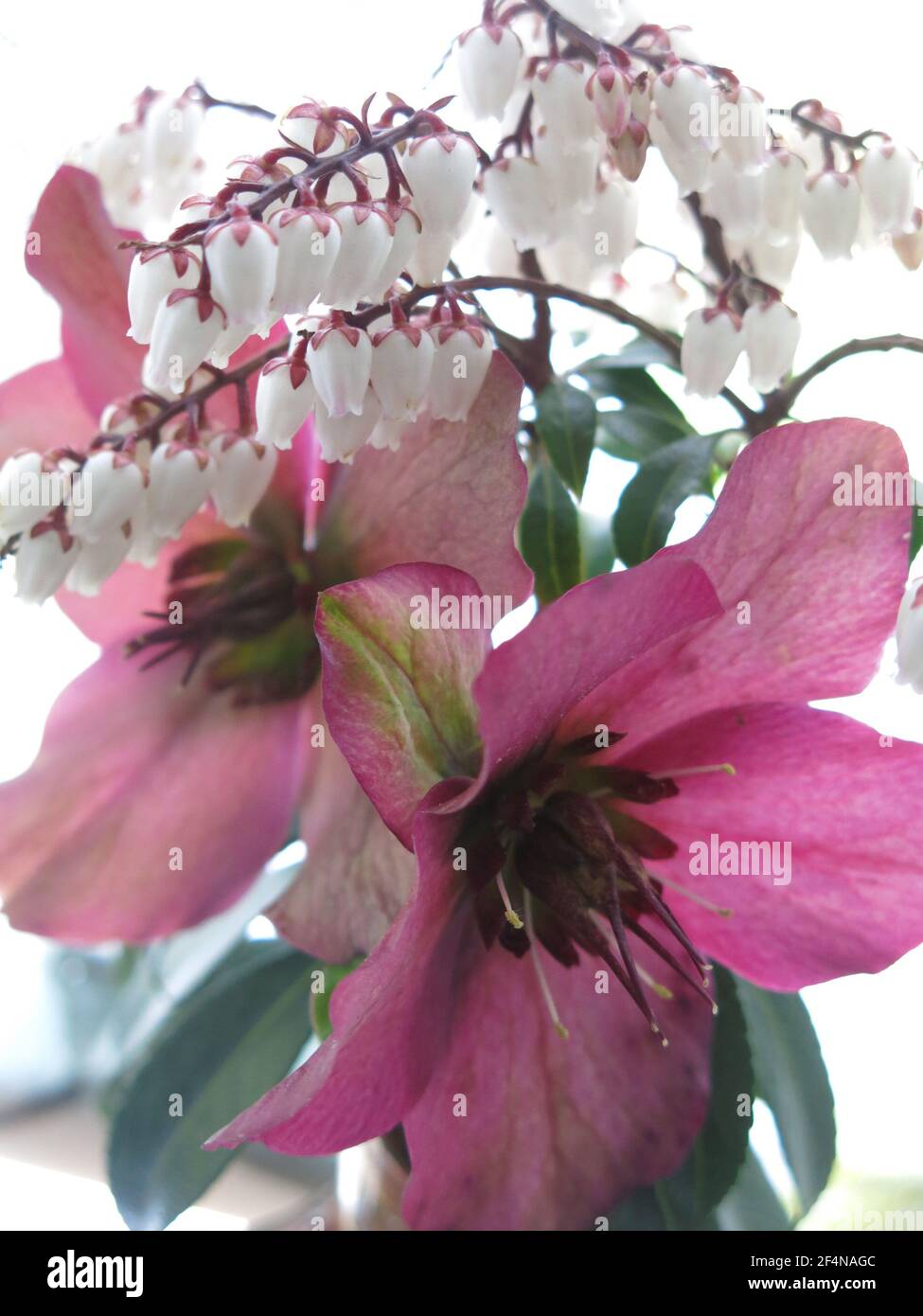 Dorothy wyckoff hi-res stock photography and images - Alamy