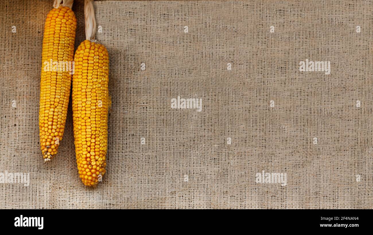 corn on a burlap background with copy space. Thanksgiving concept Stock ...