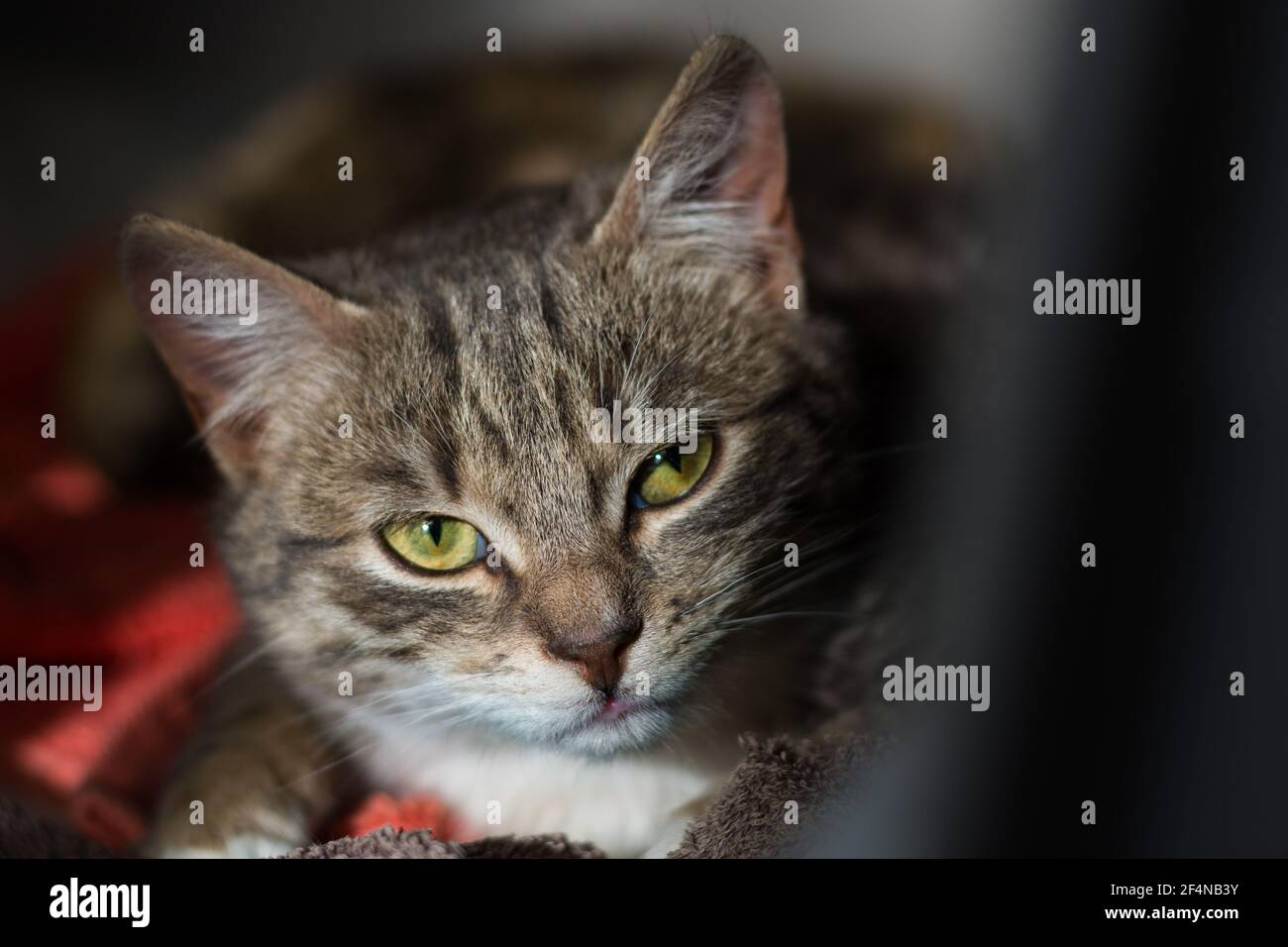 beautiful kitten portrait in natural light Stock Photo - Alamy