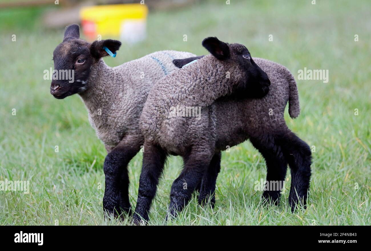 New born lambs frolicking in a field Stock Photo - Alamy