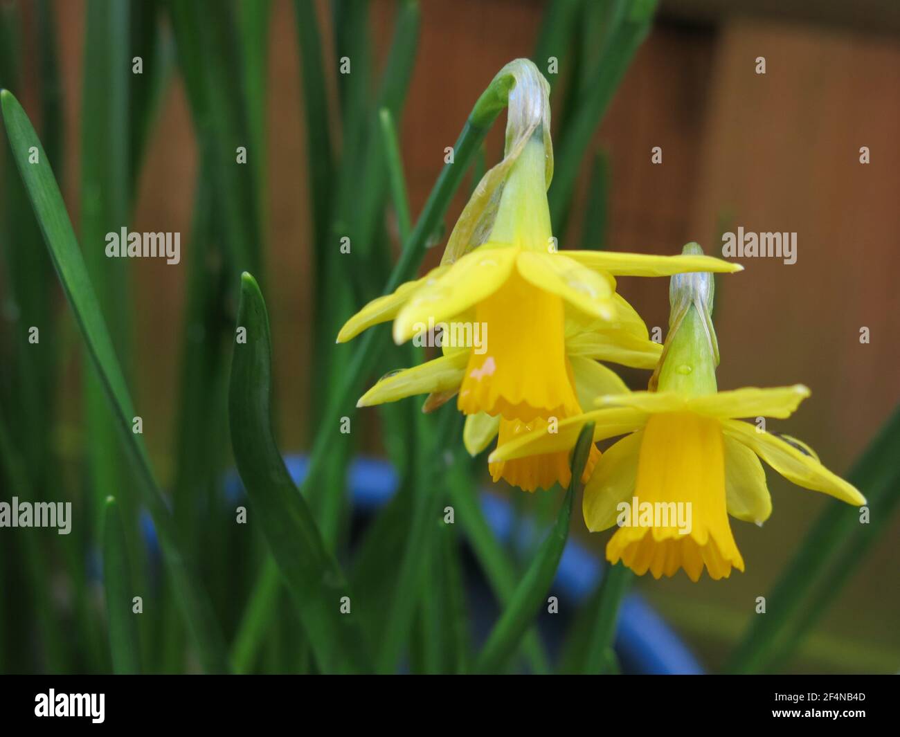 A trio of golden daffodils with their yellow trumpets facing down ...