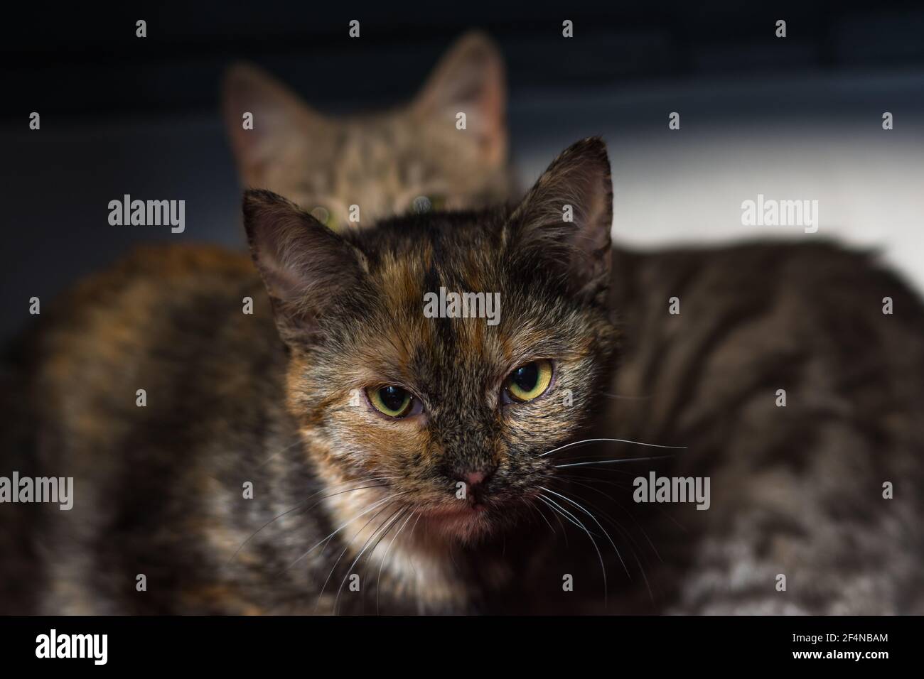 beautiful kitten portrait in natural light Stock Photo - Alamy