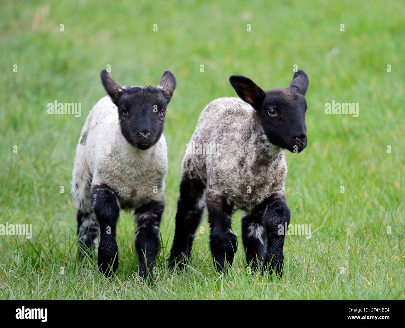 New born lambs frolicking in a field Stock Photo - Alamy