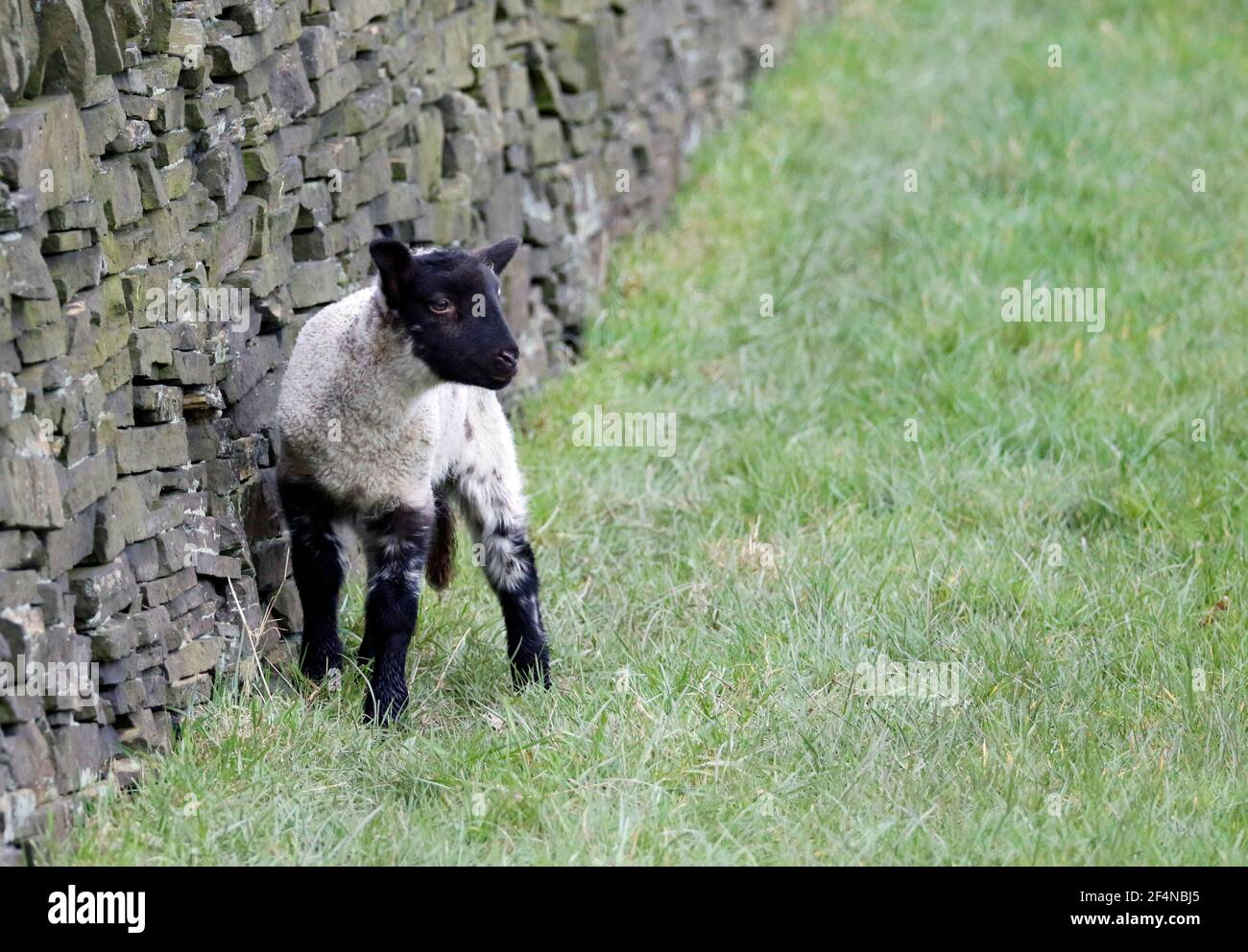 New born lambs frolicking in a field Stock Photo - Alamy