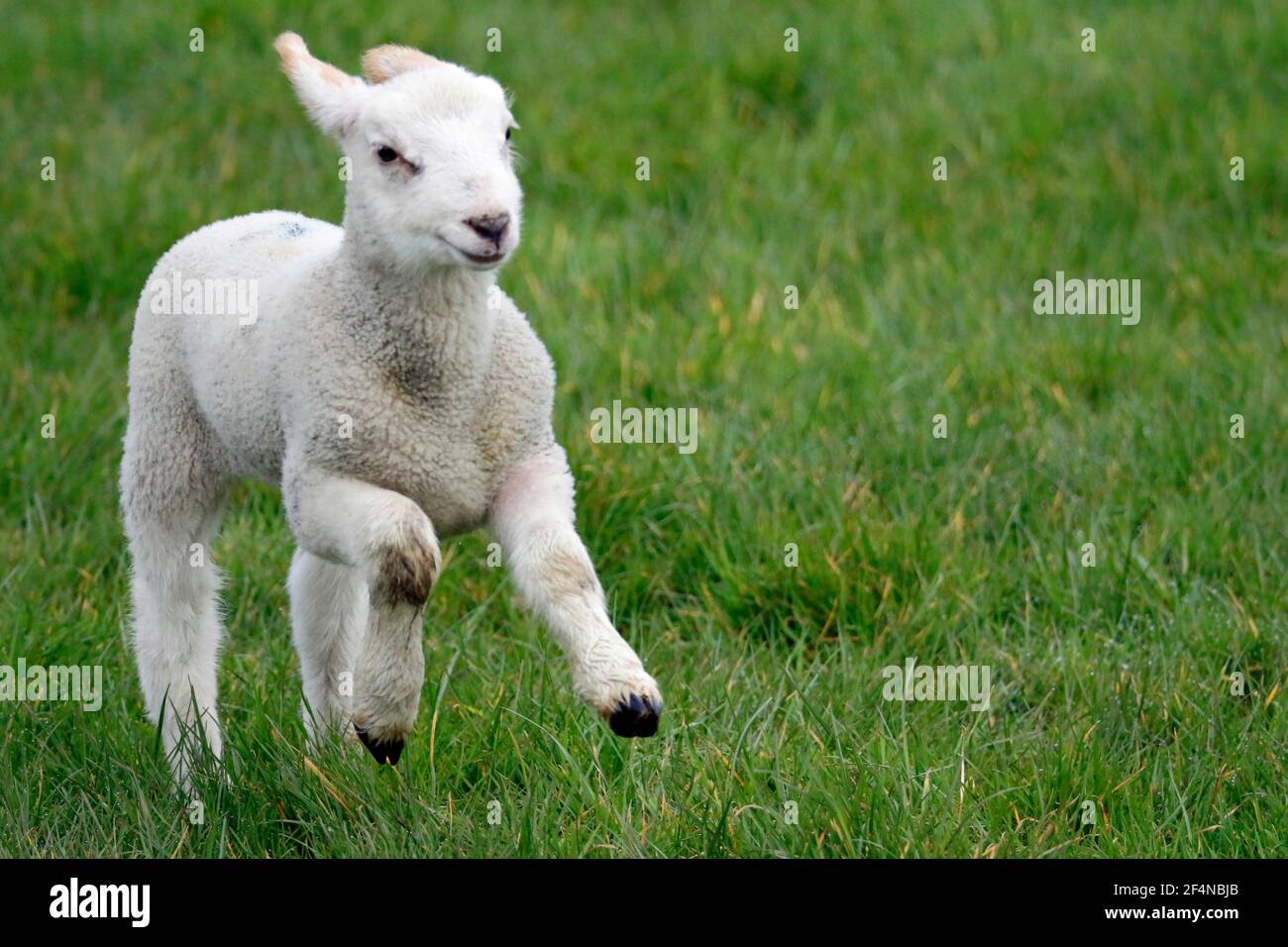 New born lambs frolicking in a field Stock Photo - Alamy