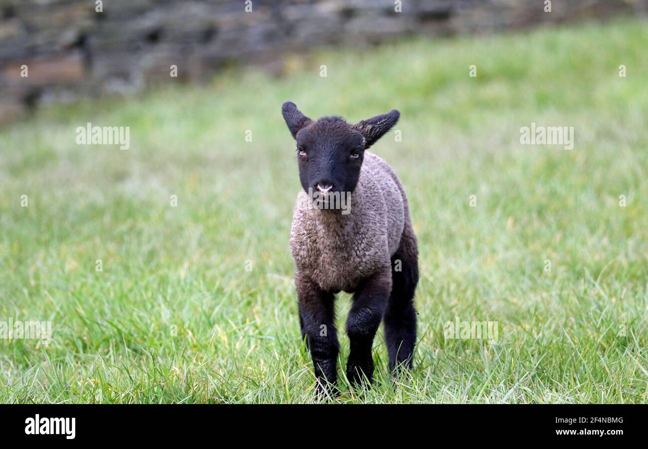 New born lambs frolicking in a field Stock Photo - Alamy