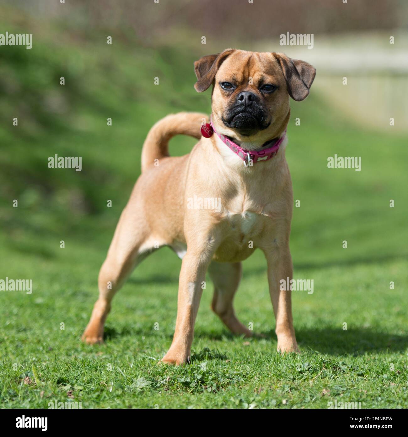 Puggle standing hi-res stock photography and images - Alamy