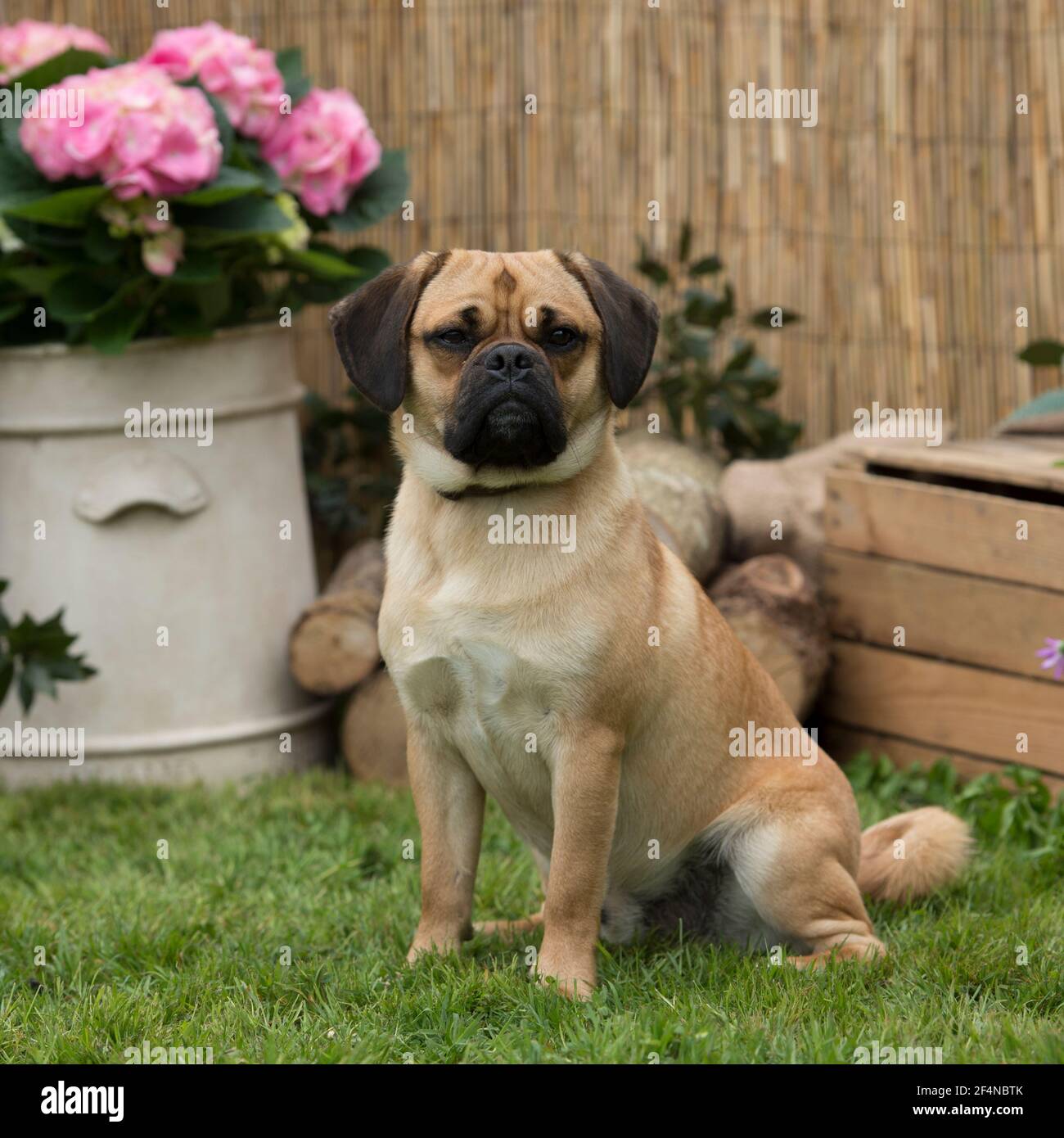 Puggle dog hi-res stock photography and images - Alamy
