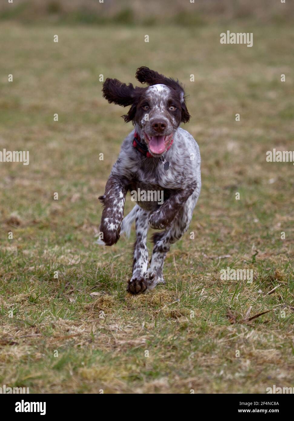 Cocker spaniel puppy running towards camera Stock Photo - Alamy