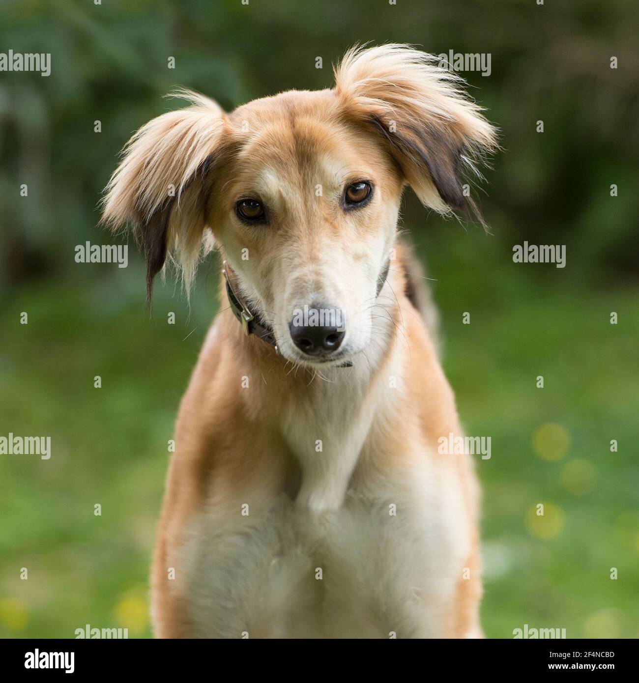 Saluki dog hi-res stock photography and images - Alamy