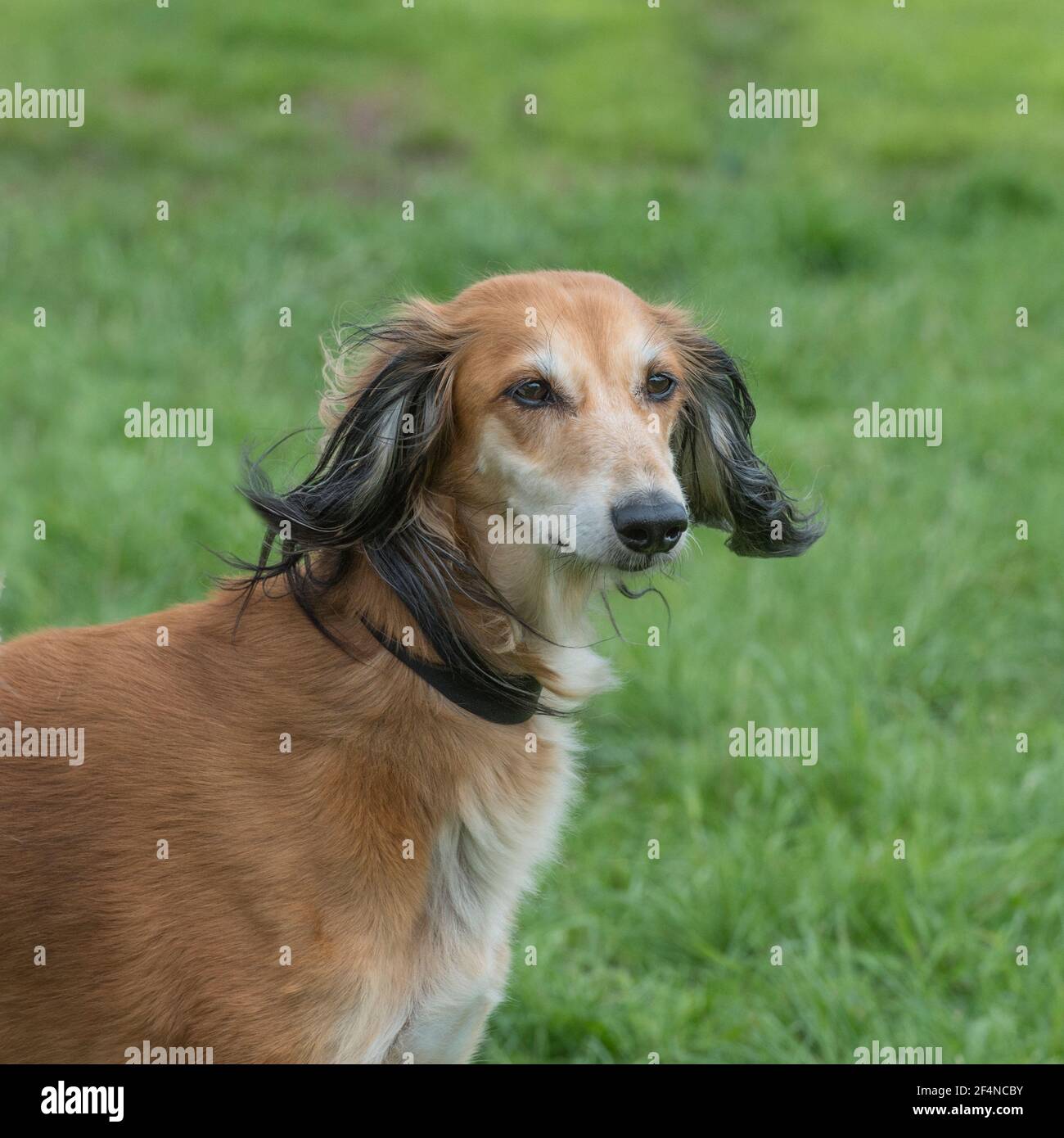 Saluki Portrait High Resolution Stock Photography and Images - Alamy