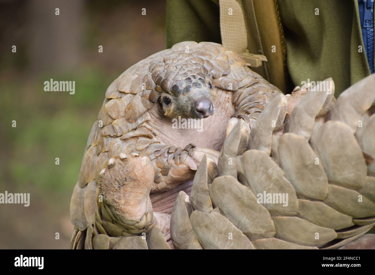 Pangolins hi-res stock photography and images - Alamy