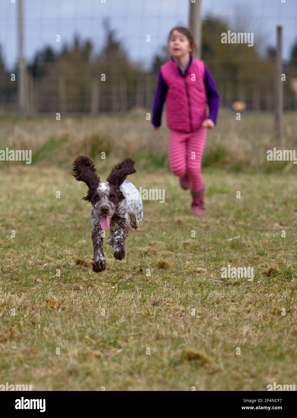 Young girl playing with cocker spaniel puppy. England Stock Photo - Alamy