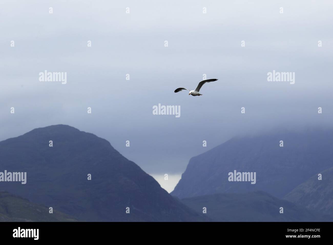 Gulls isle of skye hi-res stock photography and images - Alamy