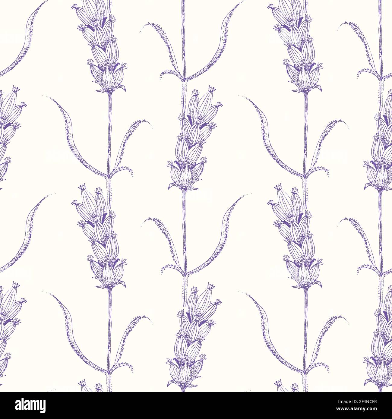 Lavender Line Drawing