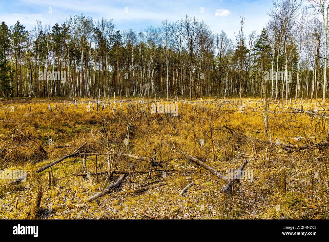 Early spring wood landscape of mixed thicket in Kampinoski Forest with ...