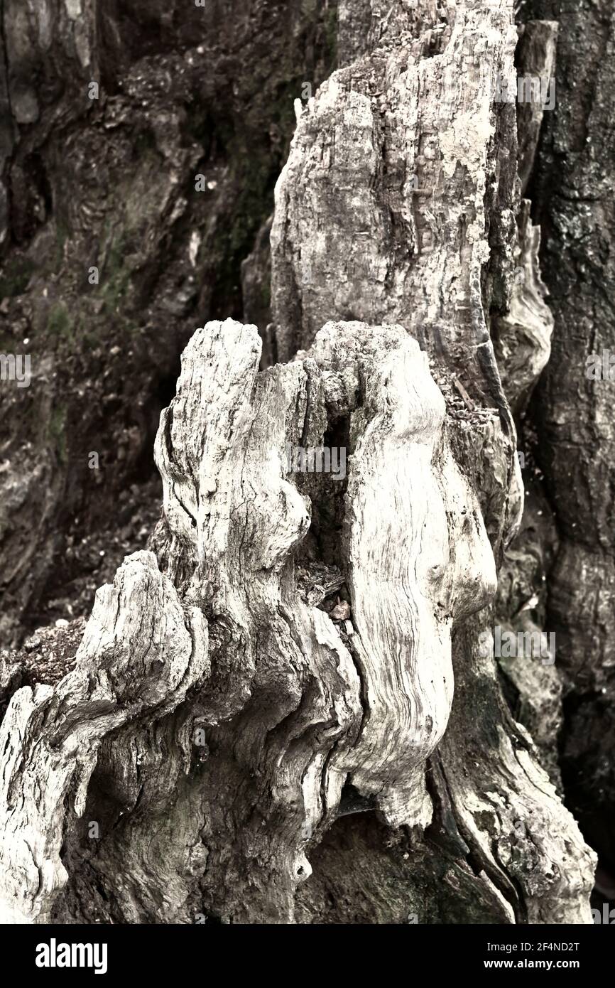 Tree Trunk detail Epping Forest Stock Photo - Alamy