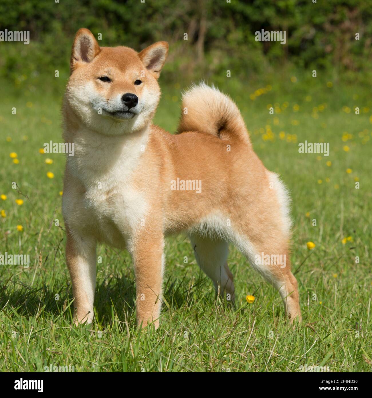 Shiba inu Dog Stock Photo - Alamy