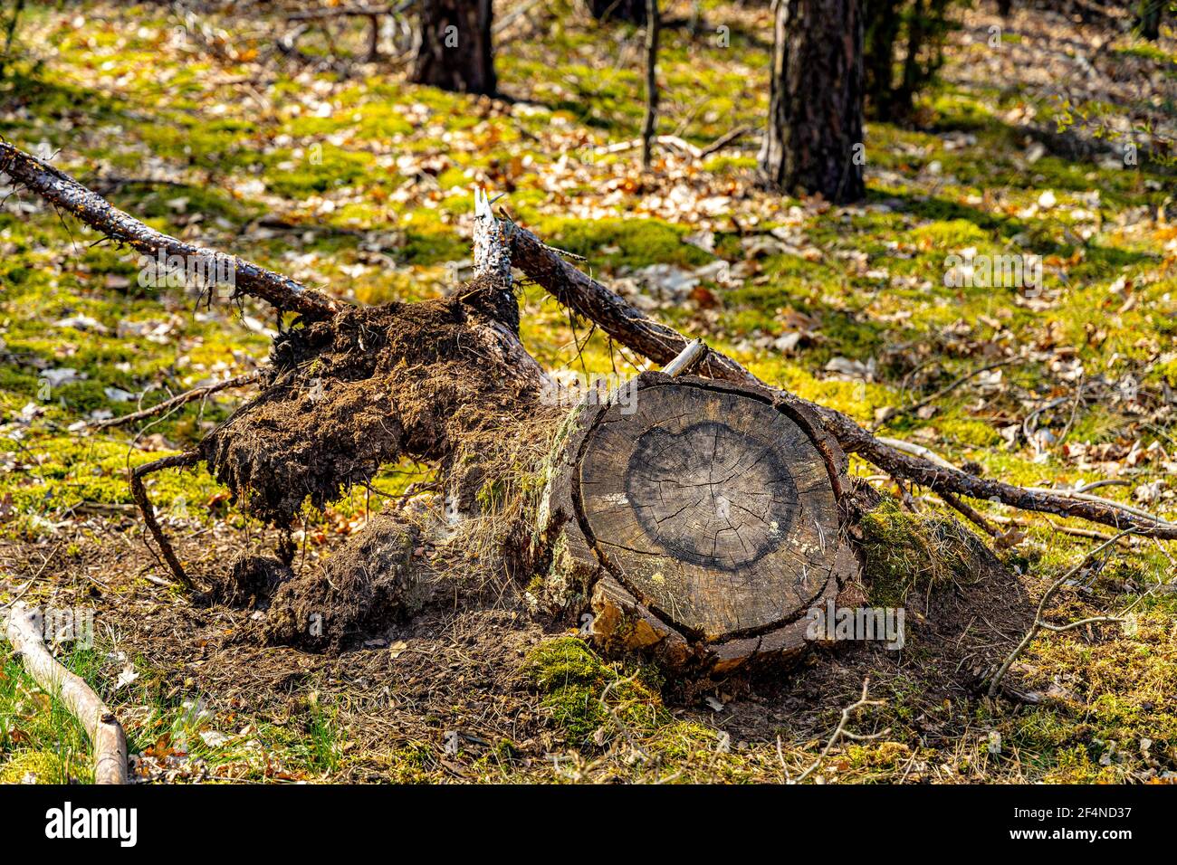 Rotten cut tree stump with long roots in early spring mixed wood ...