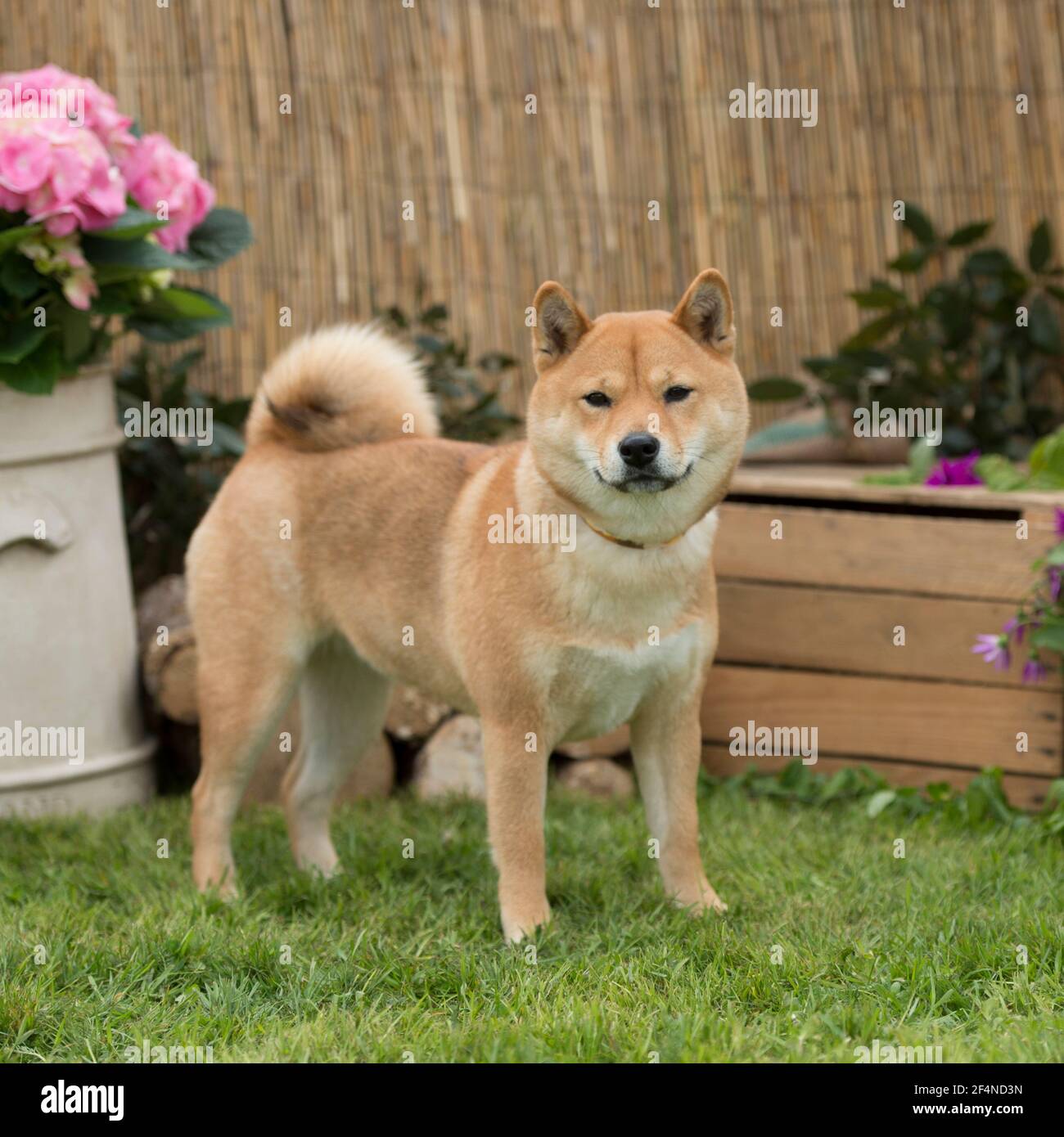 Shiba inu Dog Stock Photo - Alamy
