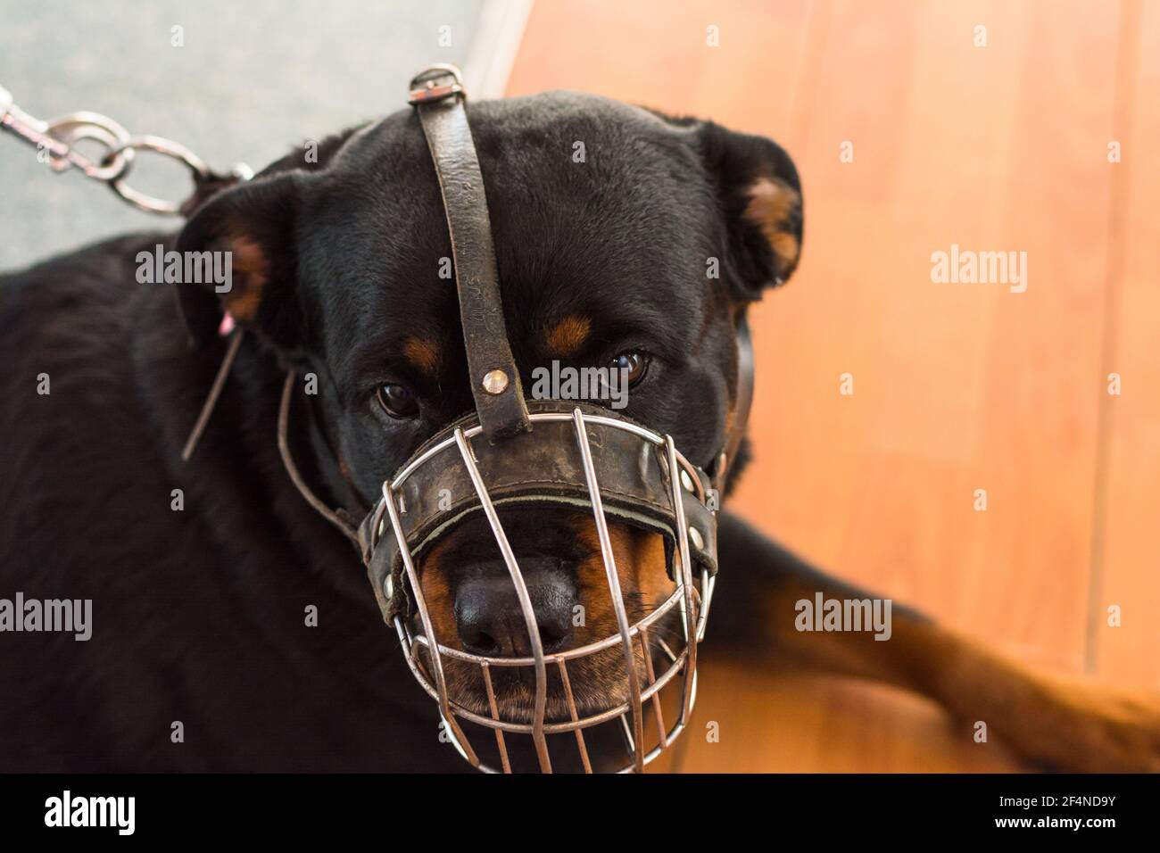 rottweiler dog breed wuth metallic muzzle at the veterinary clinic ...