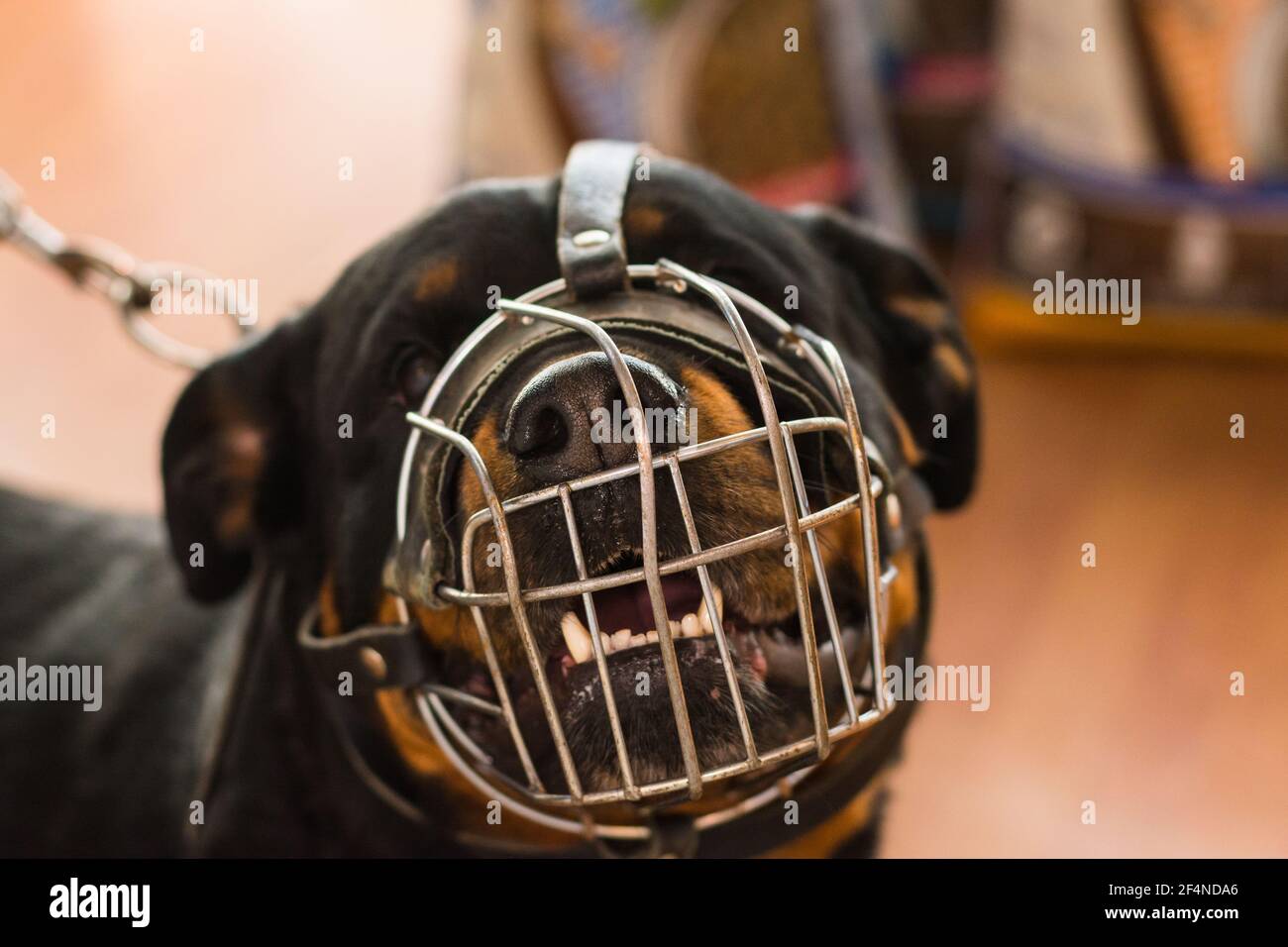 rottweiler dog breed wuth metallic muzzle at the veterinary clinic ...
