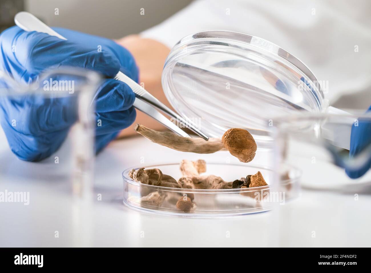 Magic Mushrooms in laboratory. Psilocybin science and research. Person ...