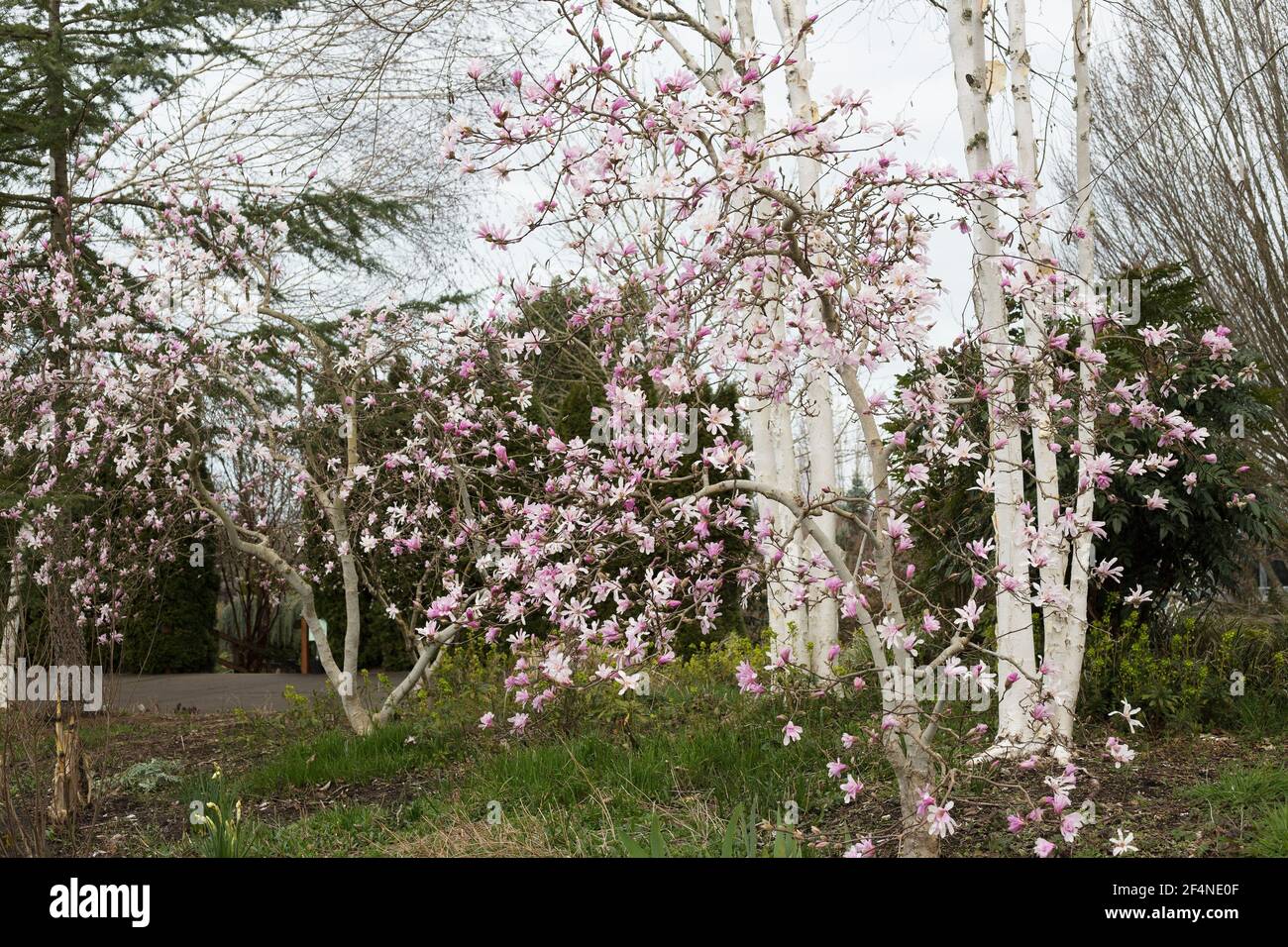 Magnolia x loebneri 'Leonard Messel' magnolia tree Stock Photo - Alamy