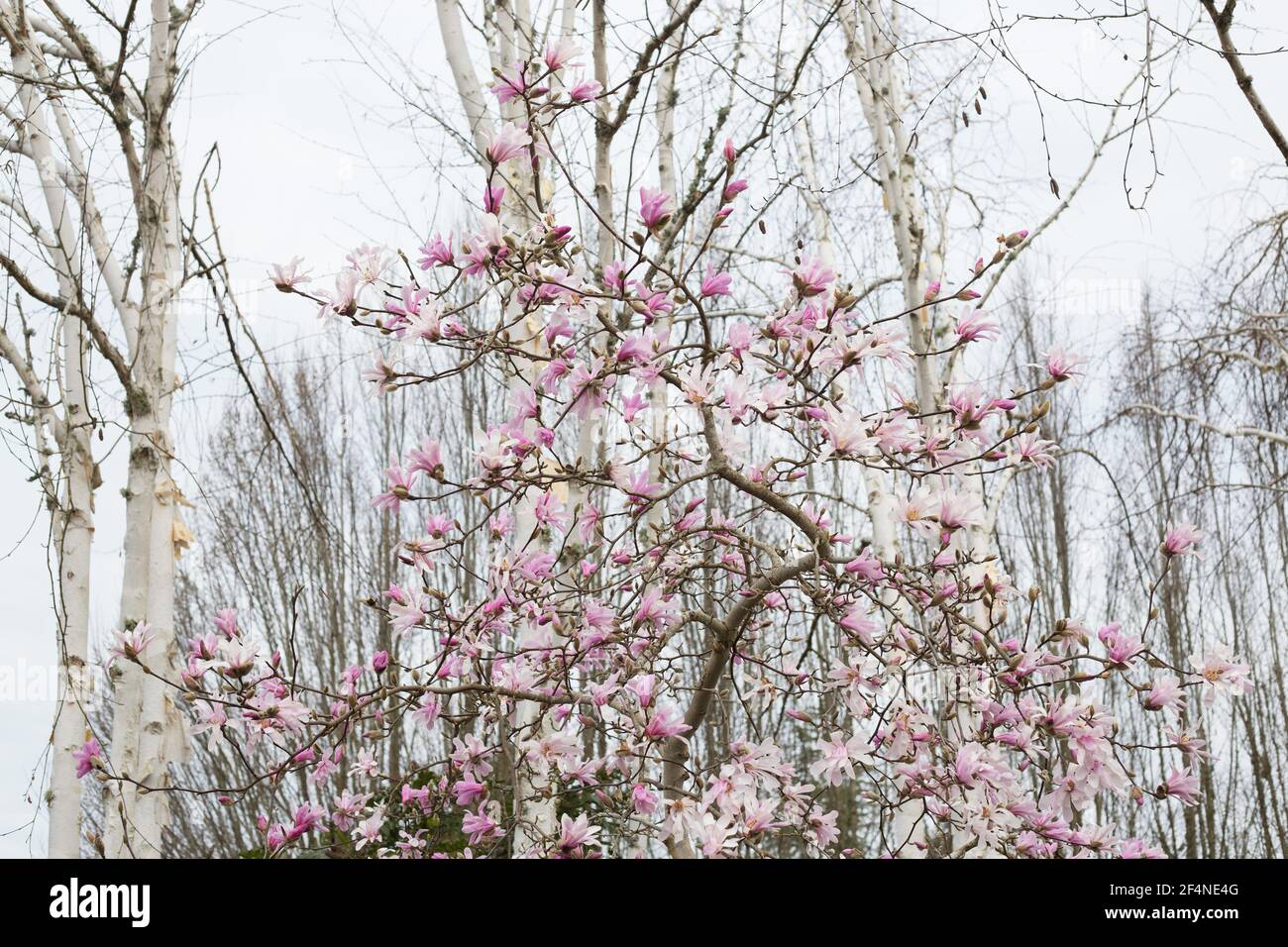 Magnolia x loebneri 'Leonard Messel' magnolia tree Stock Photo - Alamy