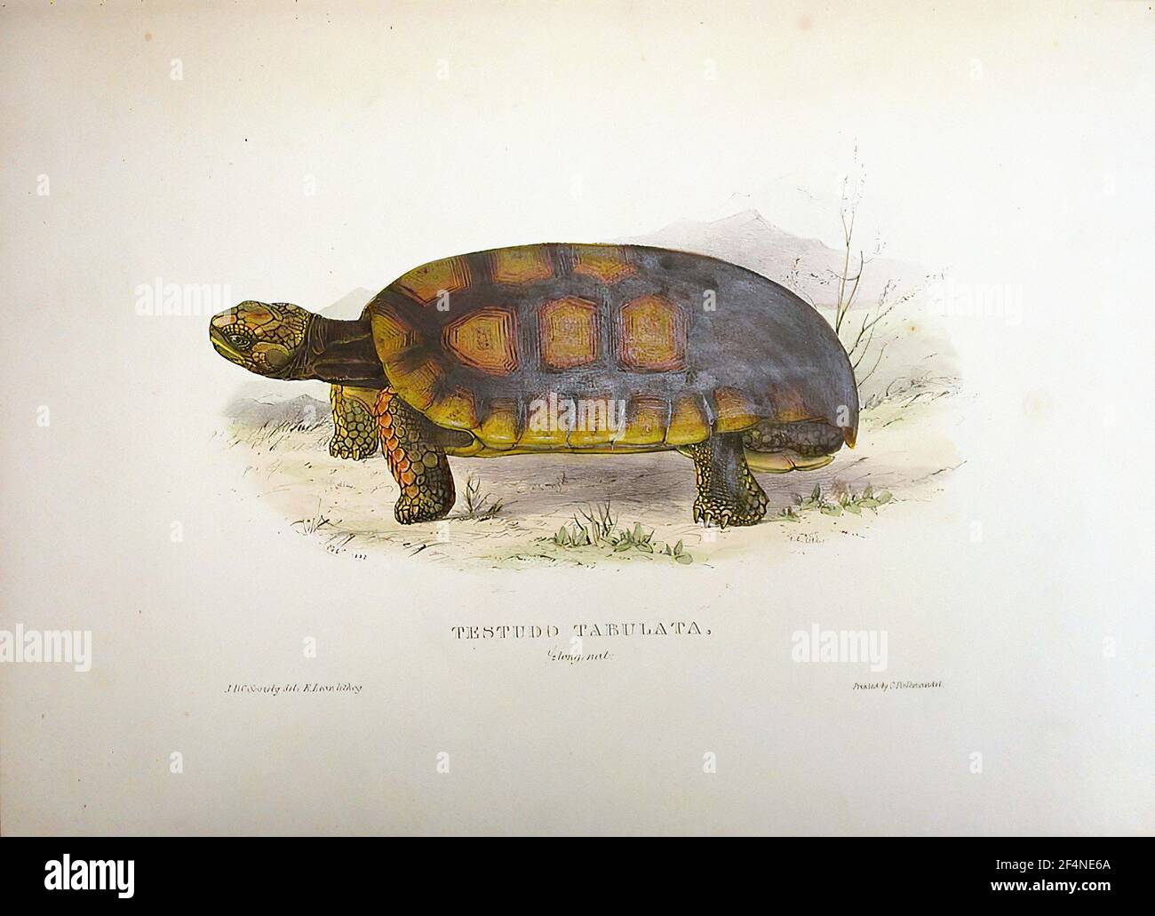 Tabulat hi-res stock photography and images - Alamy