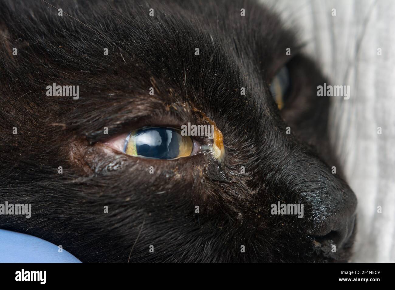 adult cat with herpesvirus infection and purulent conjunctivitis Stock ...