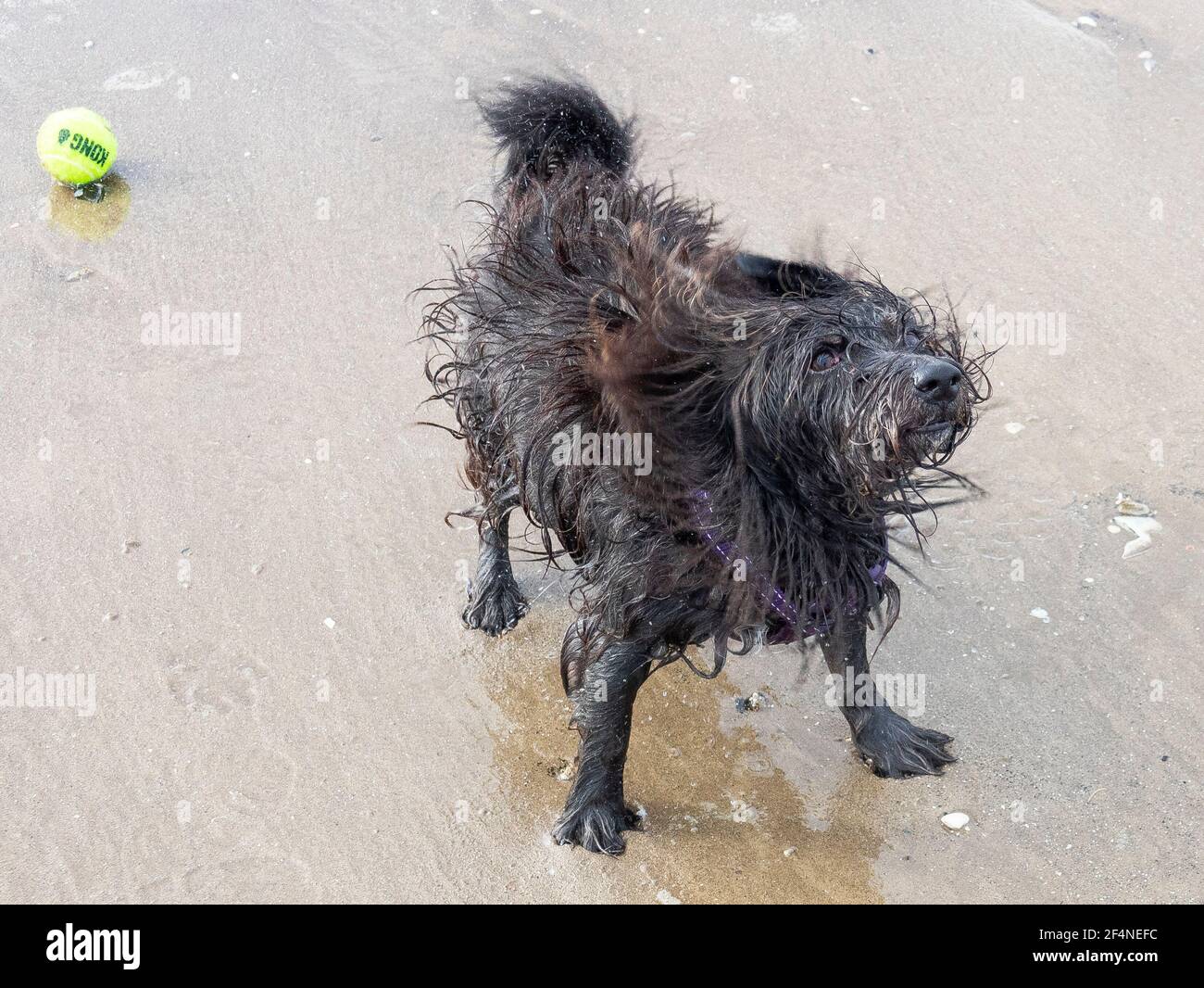 Dog loves beach hi-res stock photography and images - Alamy