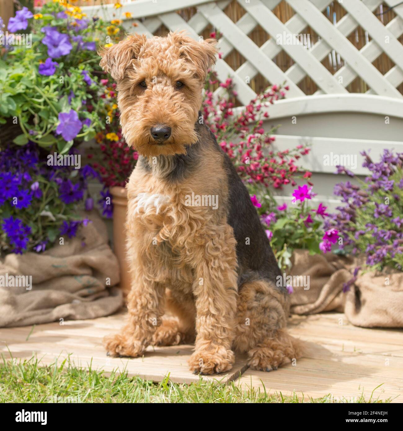 Red Airedale Terrier